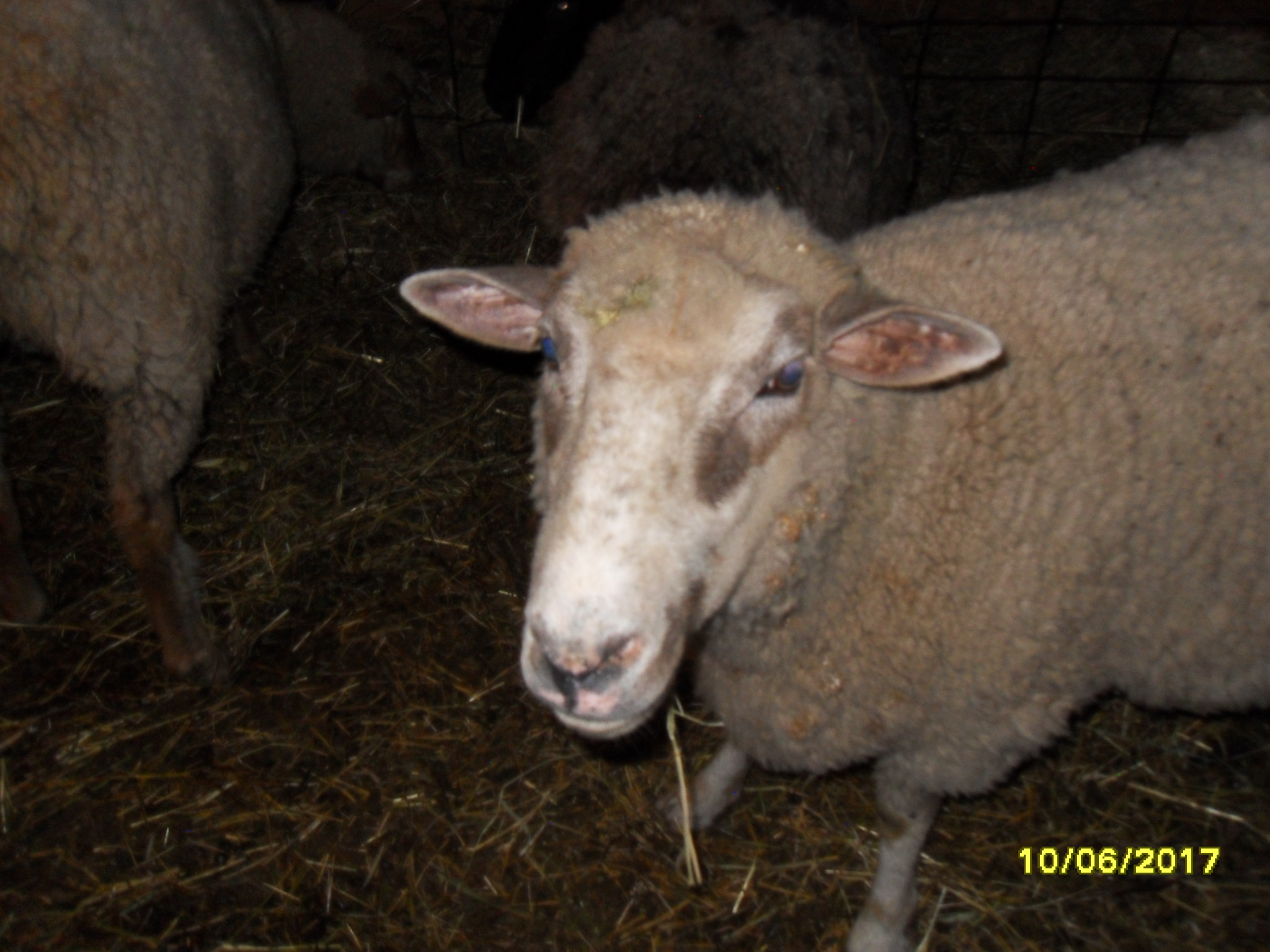 Bandit – Farmer Keen