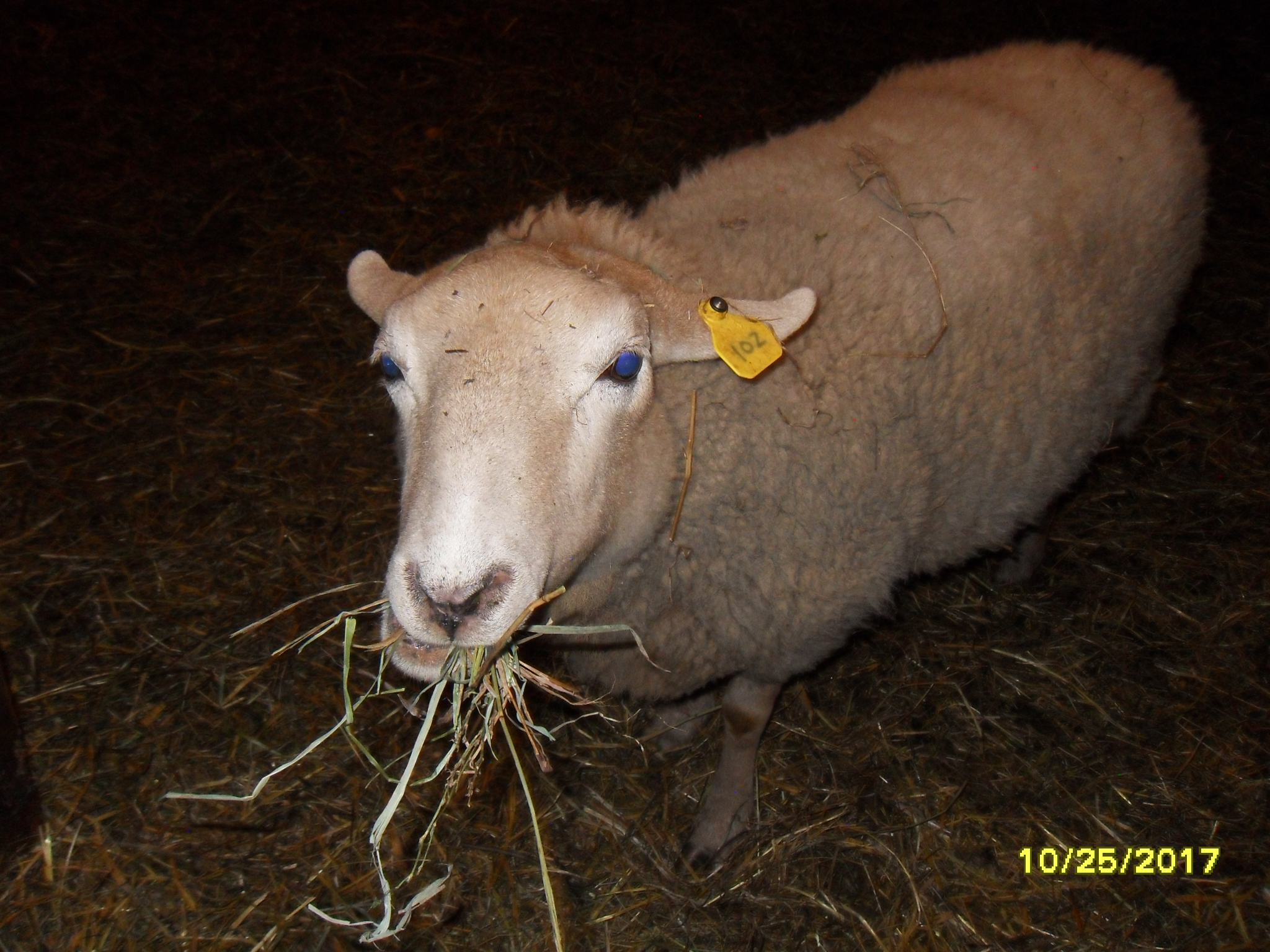 Llama Toes, you are so weird! – Farmer Keen