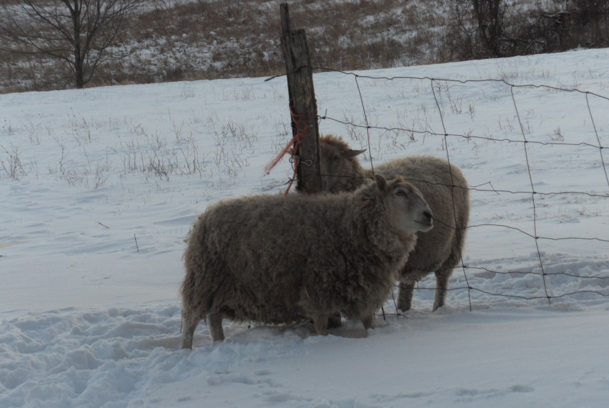 itchy sheep – Farmer Keen