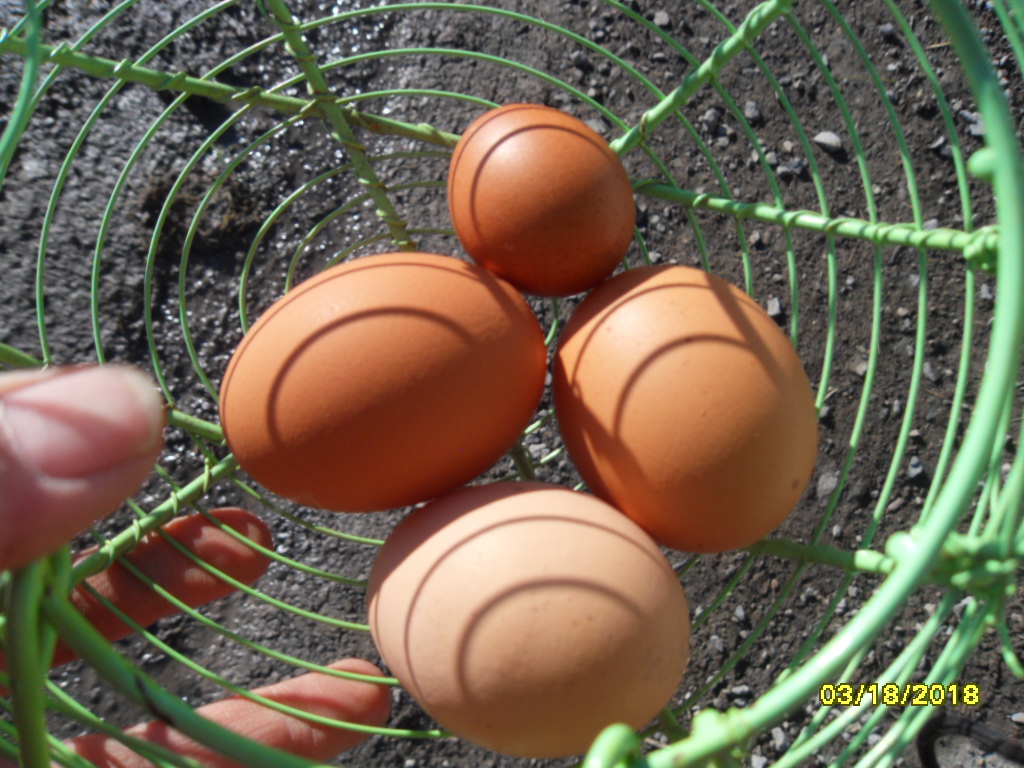 Tiny Egg – Farmer Keen